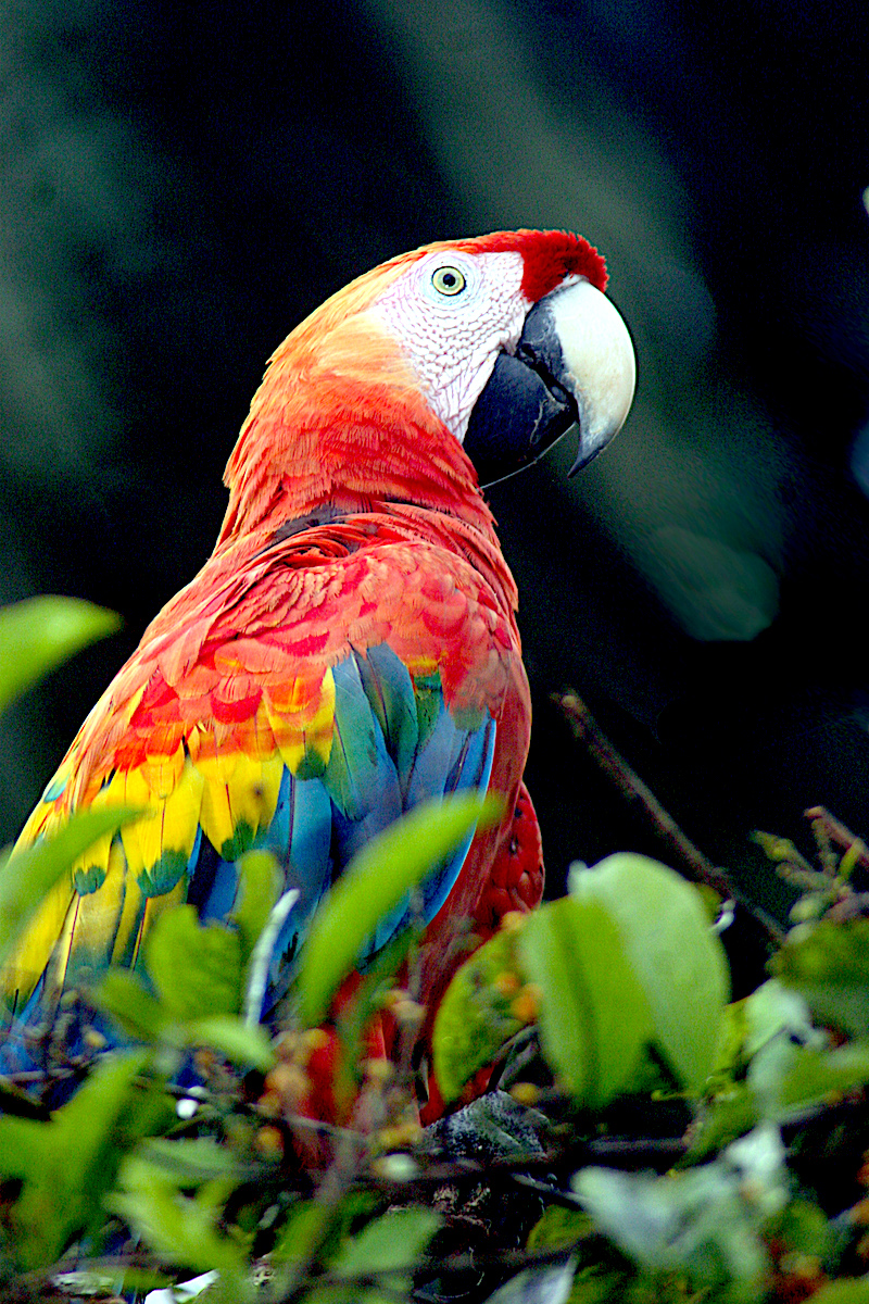 Ara photos © Eric Valenne - Grand Sud Mag